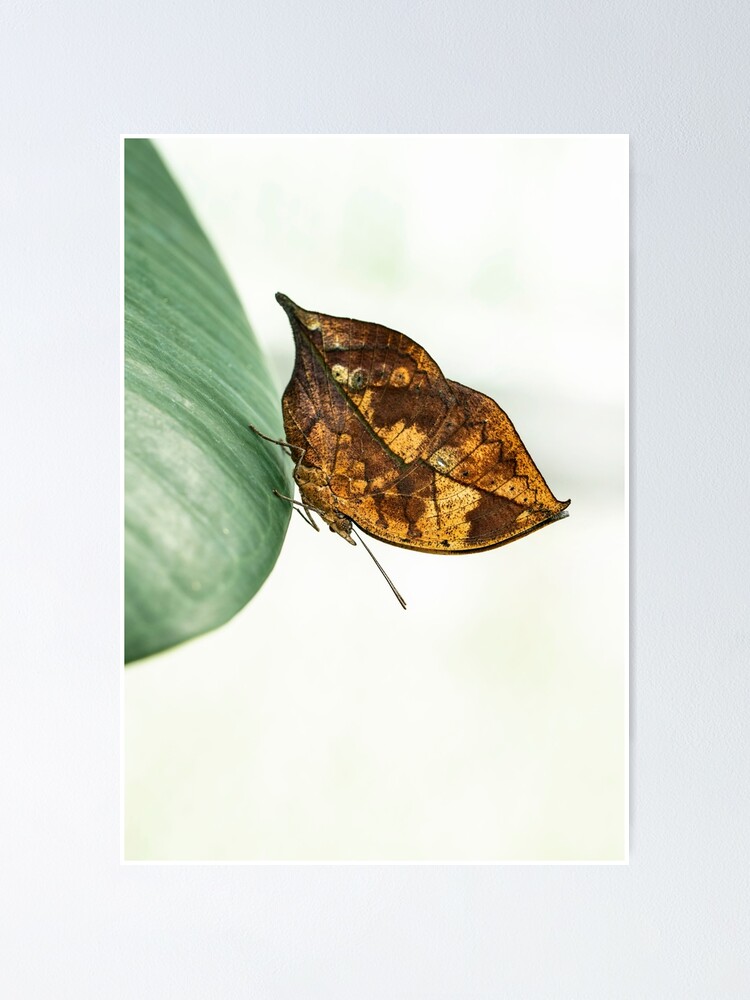 "Oakleaf butterfly" Poster by JBlaminsky | Redbubble
