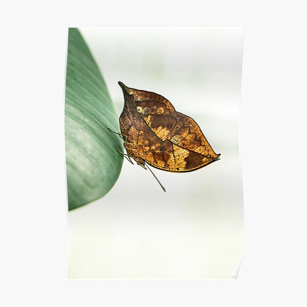 "Oakleaf butterfly" Poster by JBlaminsky | Redbubble