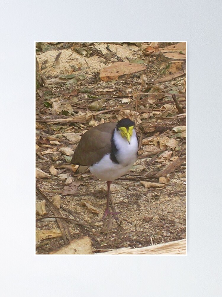 "Spur Winged Plover" Poster for Sale by lezvee | Redbubble