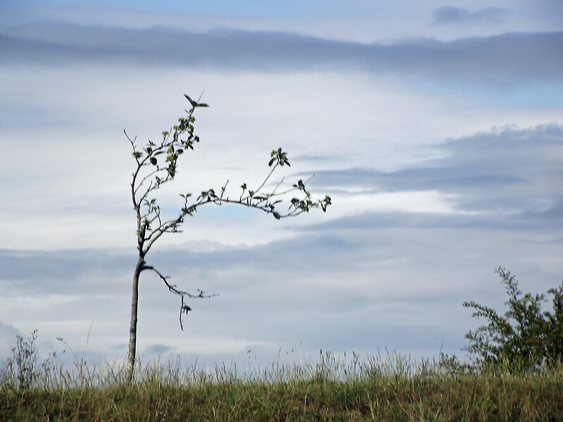 "Lone tree, Barbury Castle" by Graham Hiscock | Redbubble
