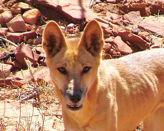 "Dingo Eyes" by Liz Worth | Redbubble
