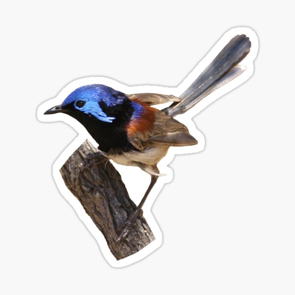 "Variegated Fairy-wren" Sticker for Sale by quentinjlang | Redbubble