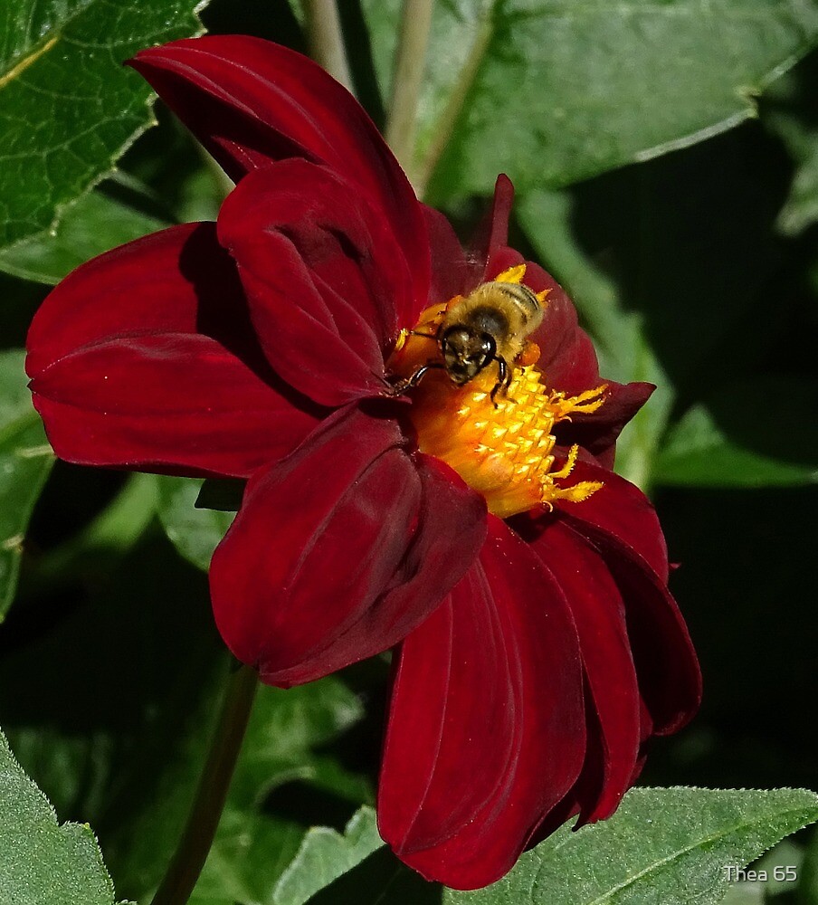 "Summer" by Thea 65 | Redbubble