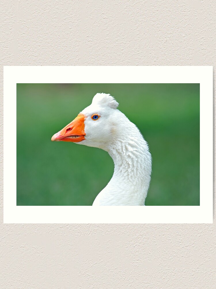 "Crested Goose. Gympie, Queensland, Australia" Art Print by ...