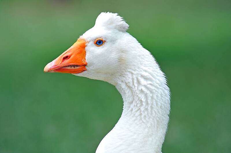 "Crested Goose. Gympie, Queensland, Australia" by Ralph de Zilva ...