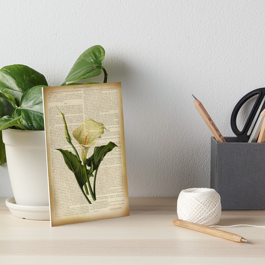 "Botanical print, on old book page - calla lily" Art Board Print for ...