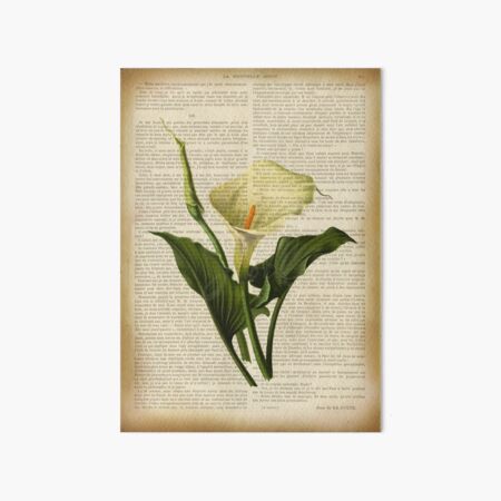 "Botanical print, on old book page - calla lily" Art Board Print for ...