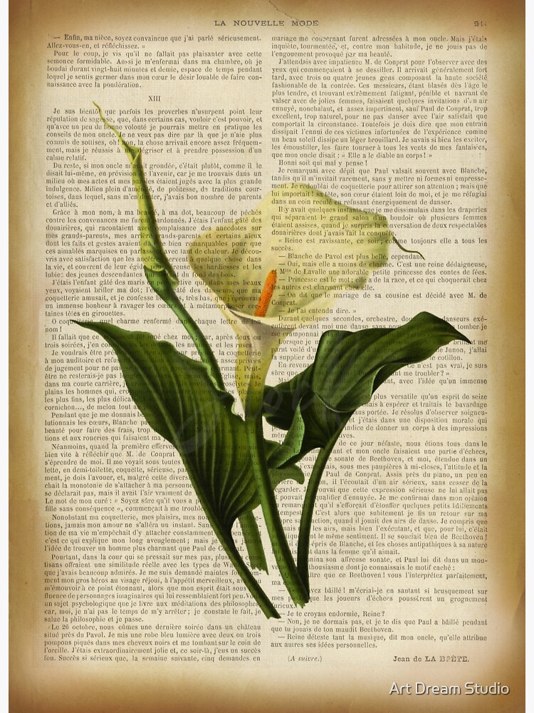 "Botanical print, on old book page - calla lily" Sticker for Sale by ...