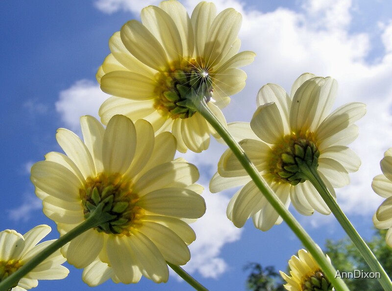 "Daisy from a Worms Eye View" by AnnDixon | Redbubble