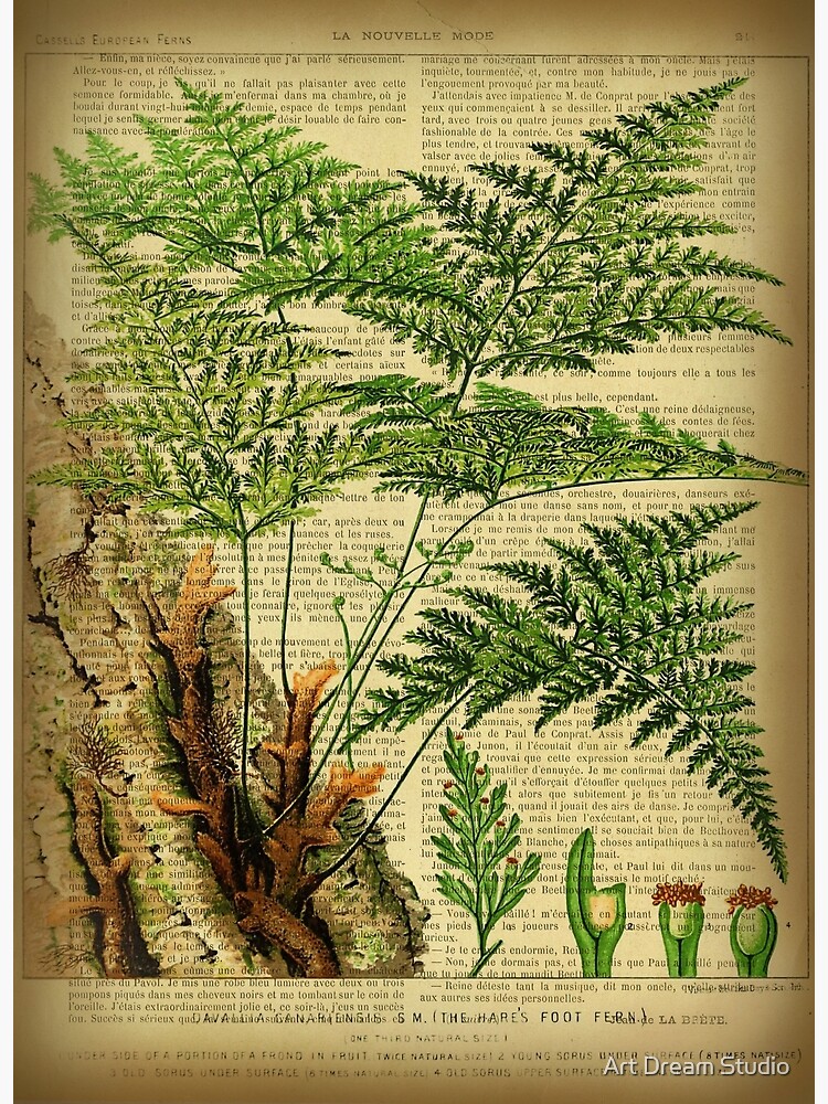 "Botanical print, on old book page - Fern" Framed Art Print for Sale by ...