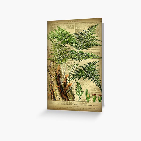 "Botanical print, on old book page - Fern" Greeting Card by lldd11 ...