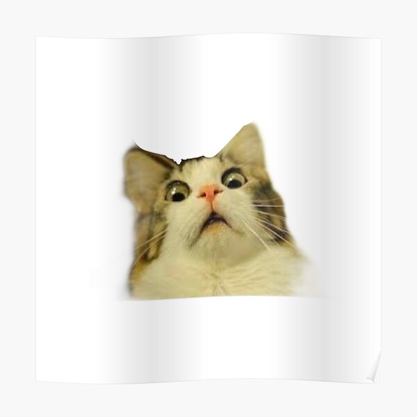 "Shocked Cat" Poster by courtneylouix | Redbubble