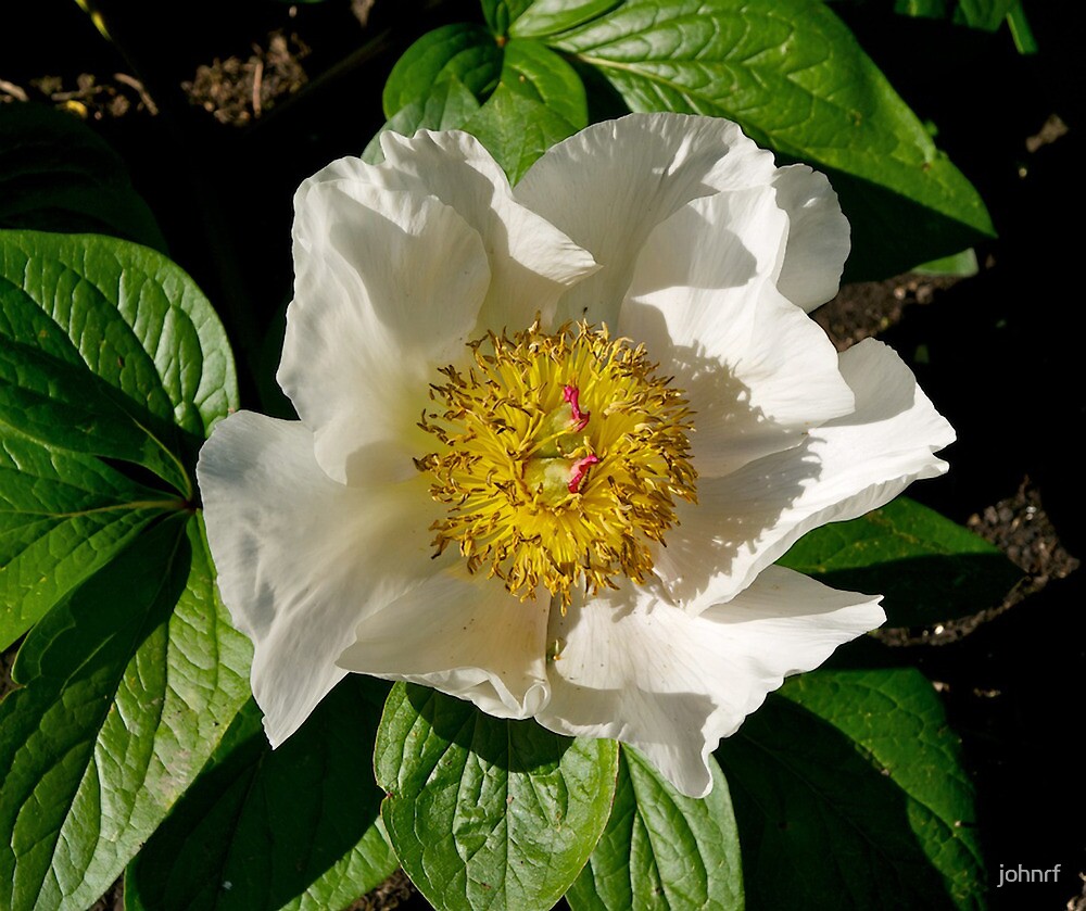 "White Rugosa Rose, Dunedin Botanical Gardens. NZ" by johnrf | Redbubble