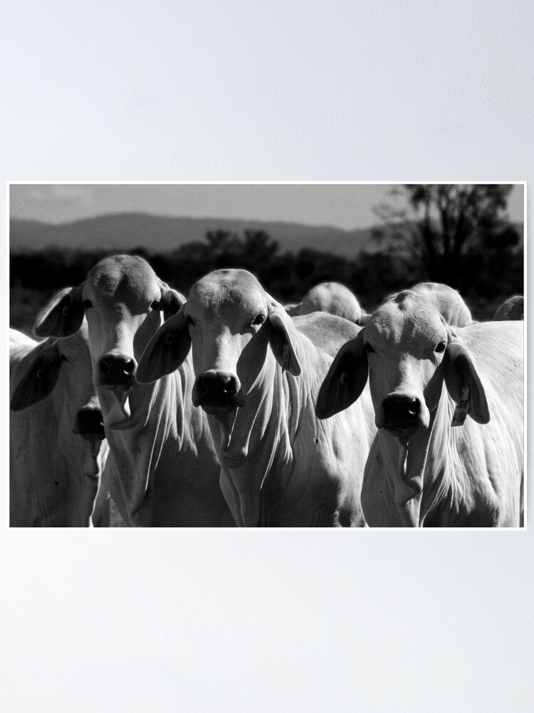 "Brahman cattle" Poster for Sale by Tania Raine | Redbubble