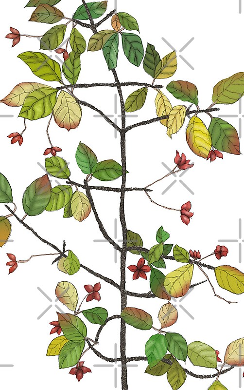 "spindle tree " by vian | Redbubble