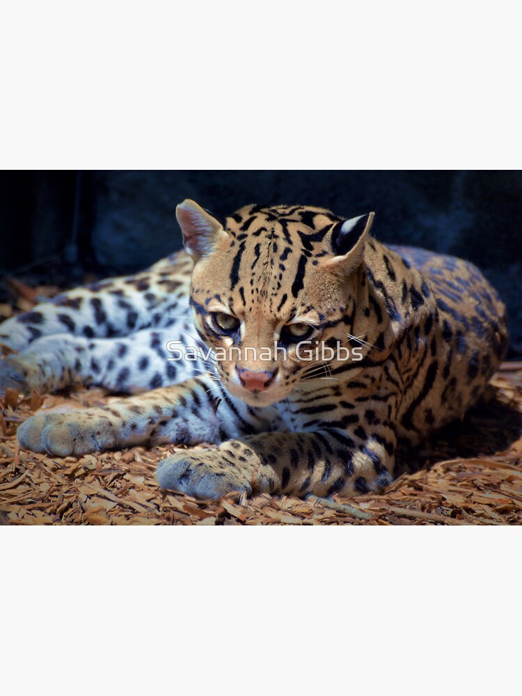 "Ocelot" Sticker for Sale by venny | Redbubble