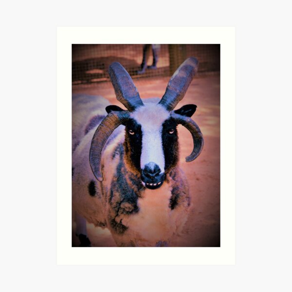 Jacob Sheep Art Prints | Redbubble