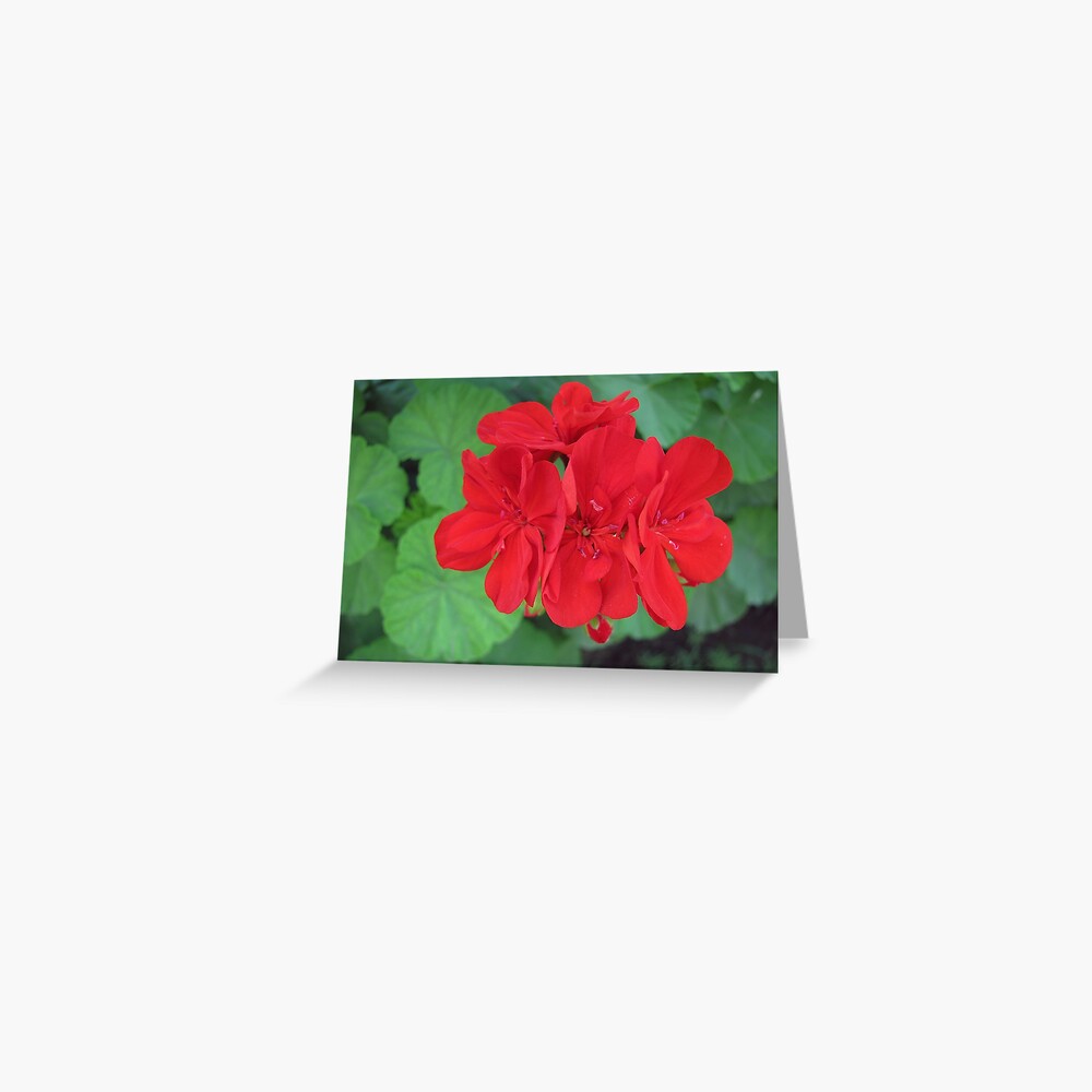 "Red geranium" Greeting Card by rasim1 | Redbubble