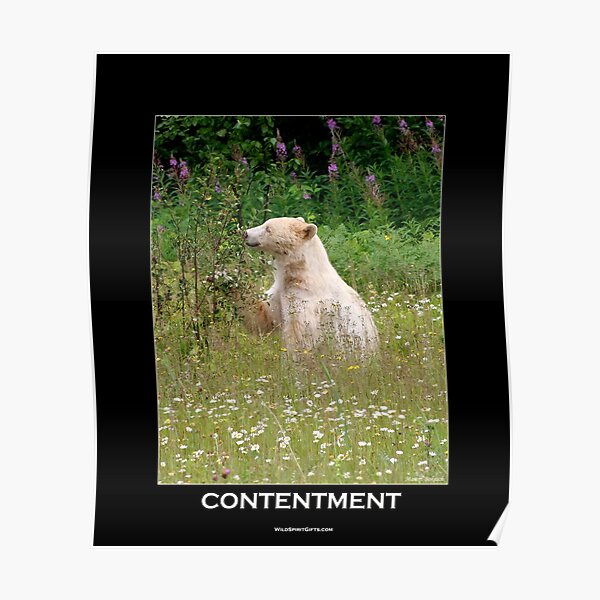 "Contentment Spirit Bear Motivational Poster" Poster by NaturePrints ...