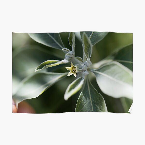 "Flower of an ashwagandha plant, Withania somnifera, a medical herb ...