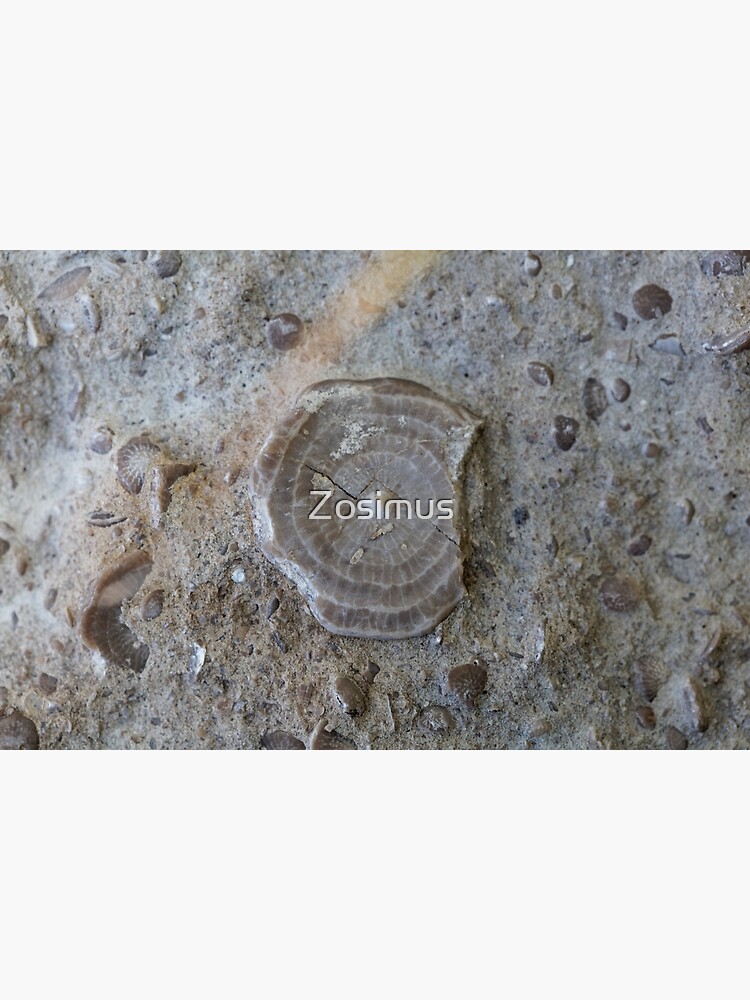 "Fossil nummulite, a large single-celled organism" Poster by Zosimus ...