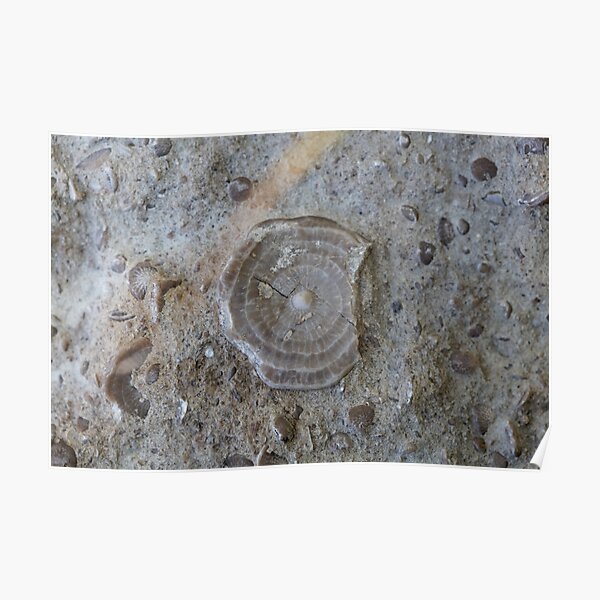 "Fossil nummulite, a large single-celled organism" Poster by Zosimus ...