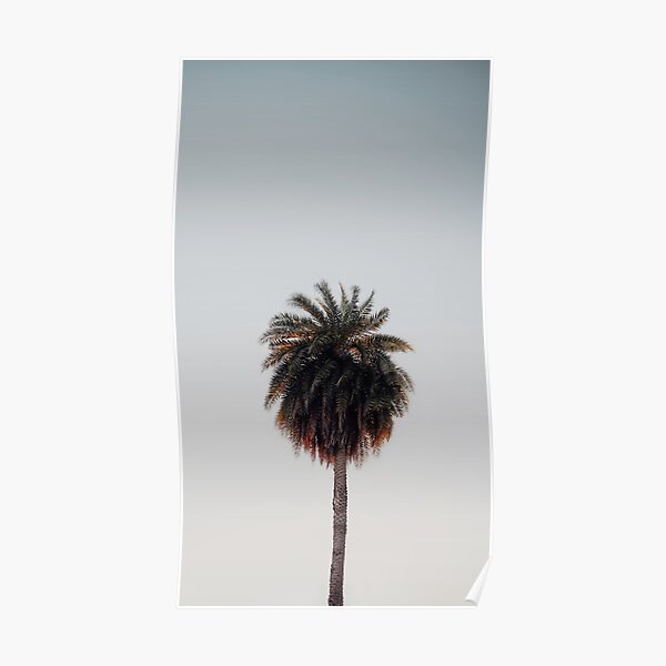 "Palm Tree" Poster for Sale by QuestionTHAT | Redbubble