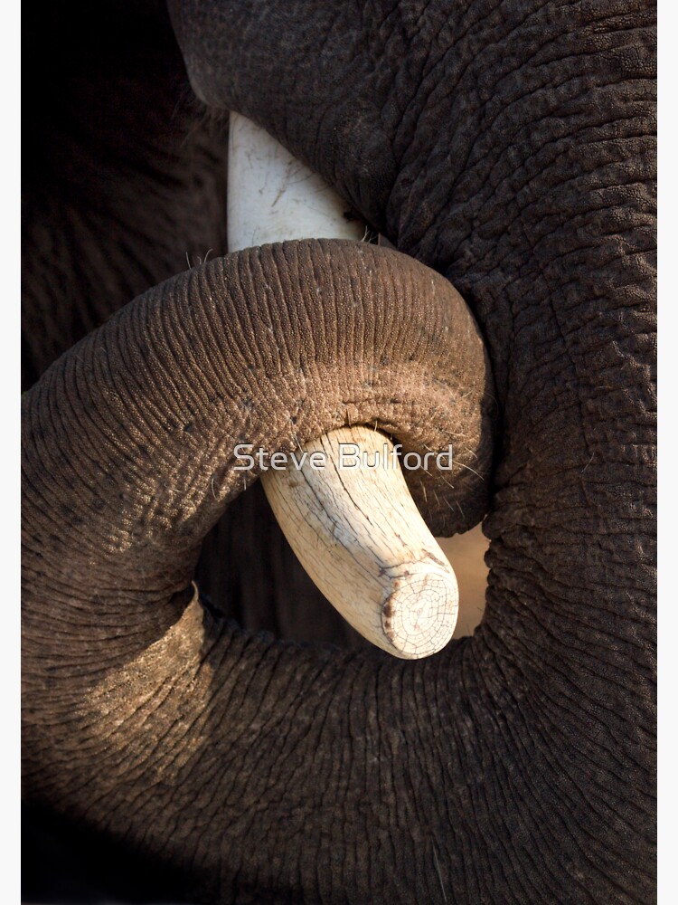 "Tusk and Trunk" Sticker for Sale by SteveBulford | Redbubble