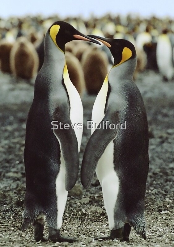 "Penguin Love" by Steve Bulford | Redbubble