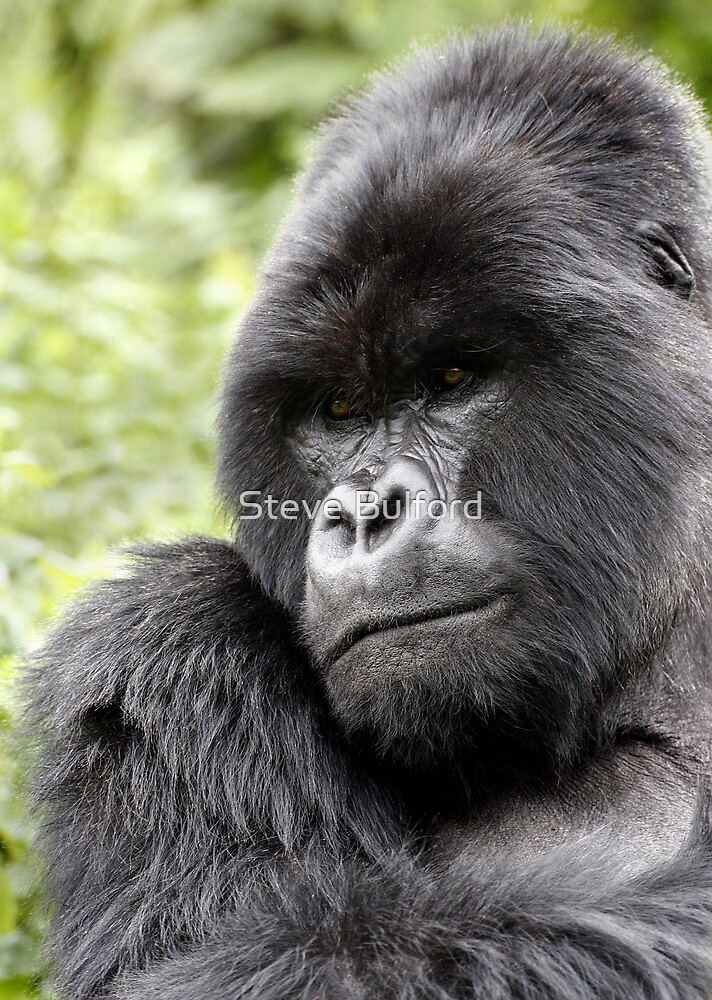 "Silverback" by Steve Bulford | Redbubble