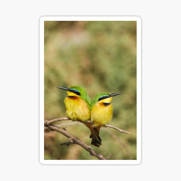 "Unity (Little Bee Eaters)" Sticker for Sale by SteveBulford | Redbubble