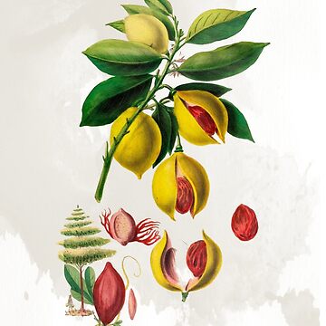 Nutmeg Plant Drawing Nutmeg Botanical Print, Nutmeg Botanical Art