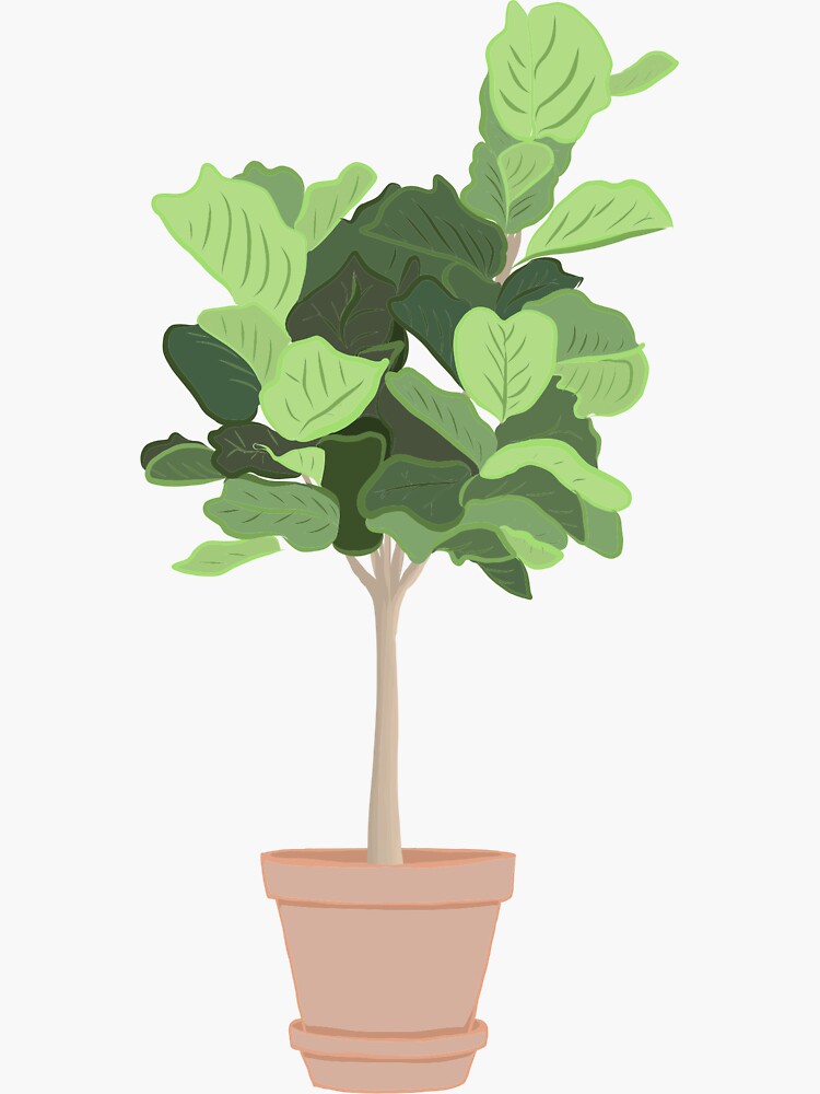 "Fiddle Leaf Fig" Sticker for Sale by saraharjohnson | Redbubble
