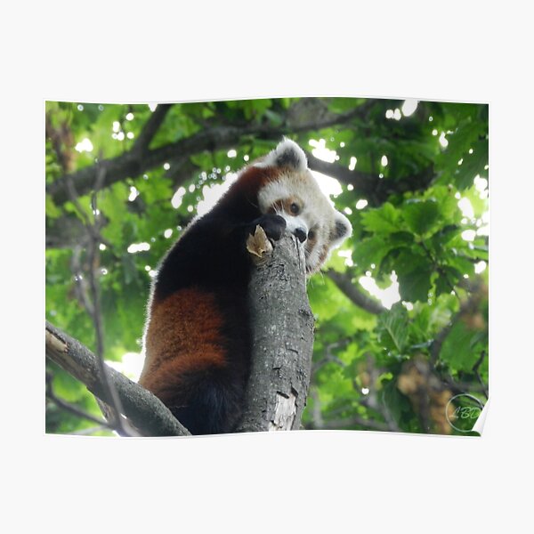 Endangered Animals Posters | Redbubble