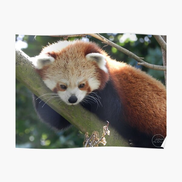 Endangered Animals Posters | Redbubble