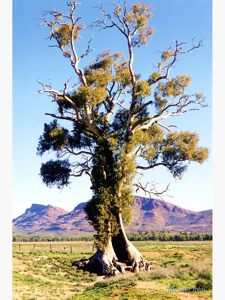"The Spirit of Endurance, The Cazneaux Tree" Photographic Print by ...