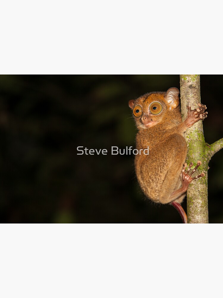 "Western Tarsier" Sticker by SteveBulford | Redbubble