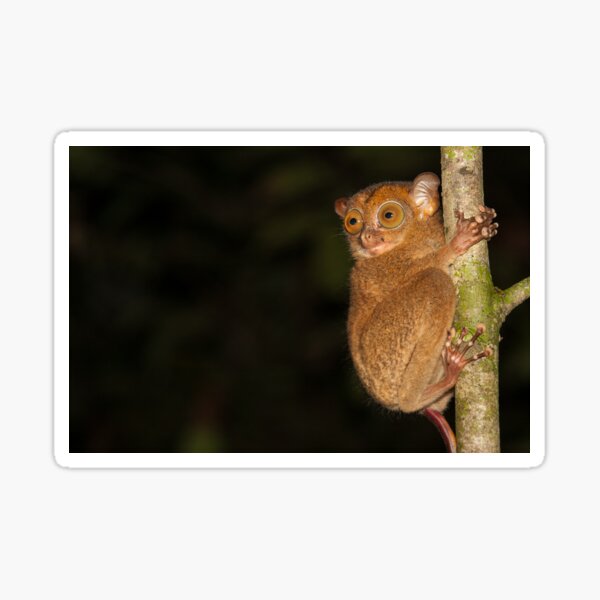 "Western Tarsier" Sticker by SteveBulford | Redbubble