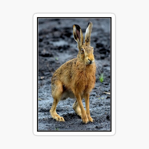 "Hare photography print art nature " Sticker for Sale by naturemanpic ...