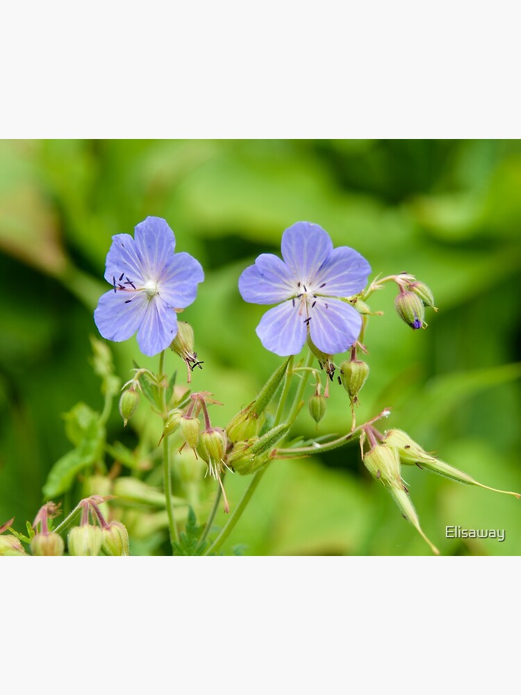 "Two purple flowers" Poster by Elisaway | Redbubble
