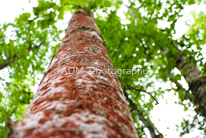 "The Red Tree Trunk" by ADM Photography | Redbubble