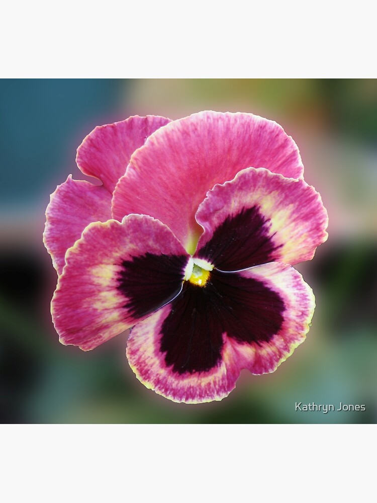 "Cute Little Pansy Face" Poster by kathrynsgallery | Redbubble