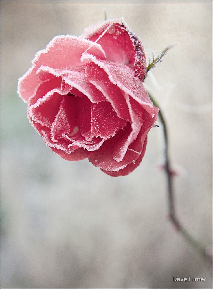 "Frosted Red Rose" by DaveTurner | Redbubble