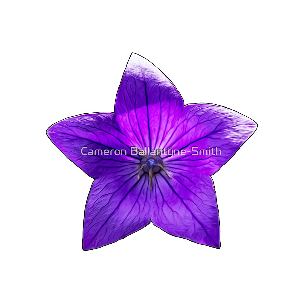 "Purple star Flower" by Cameron Ballantyne-Smith | Redbubble