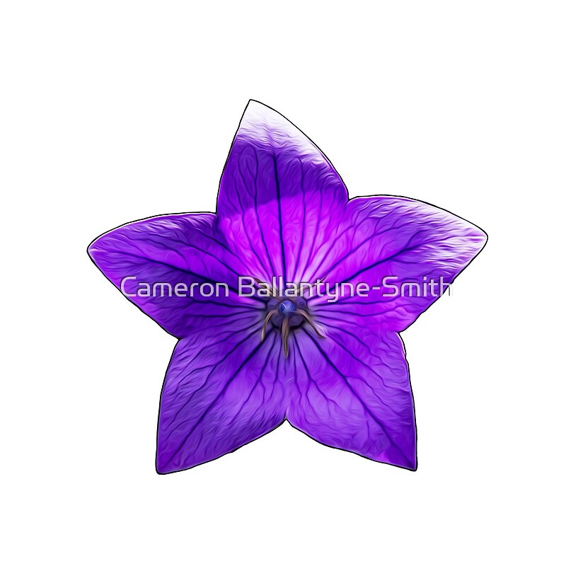 "Purple star Flower" by Cameron Ballantyne-Smith | Redbubble