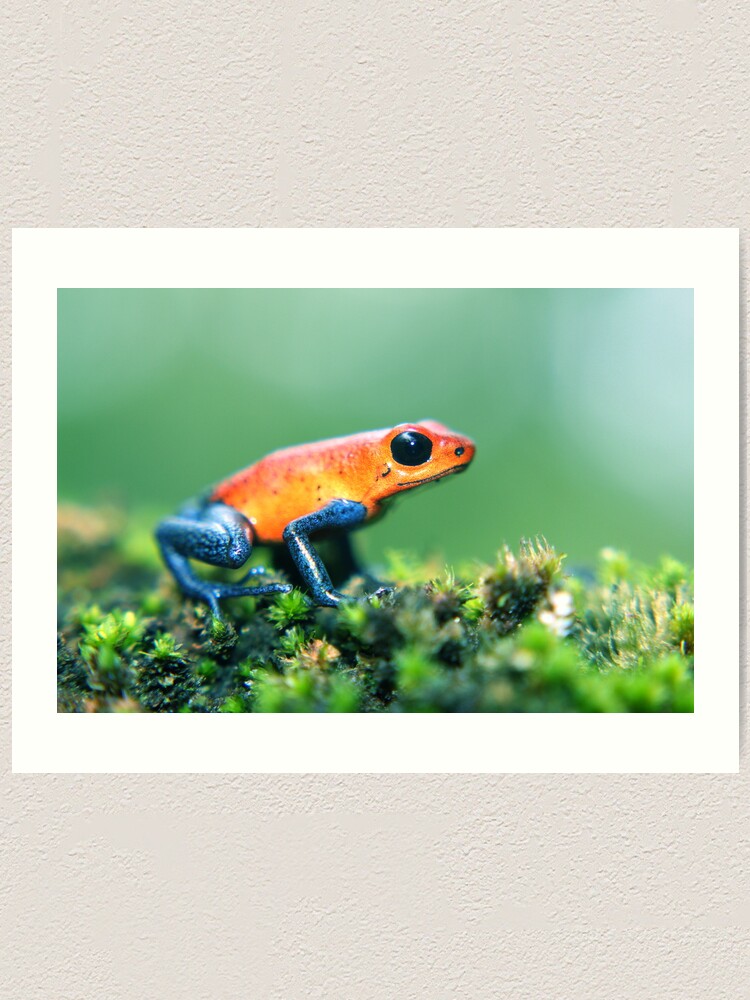 "Strawberry Poison Dart Frog" Art Print by robbielab | Redbubble