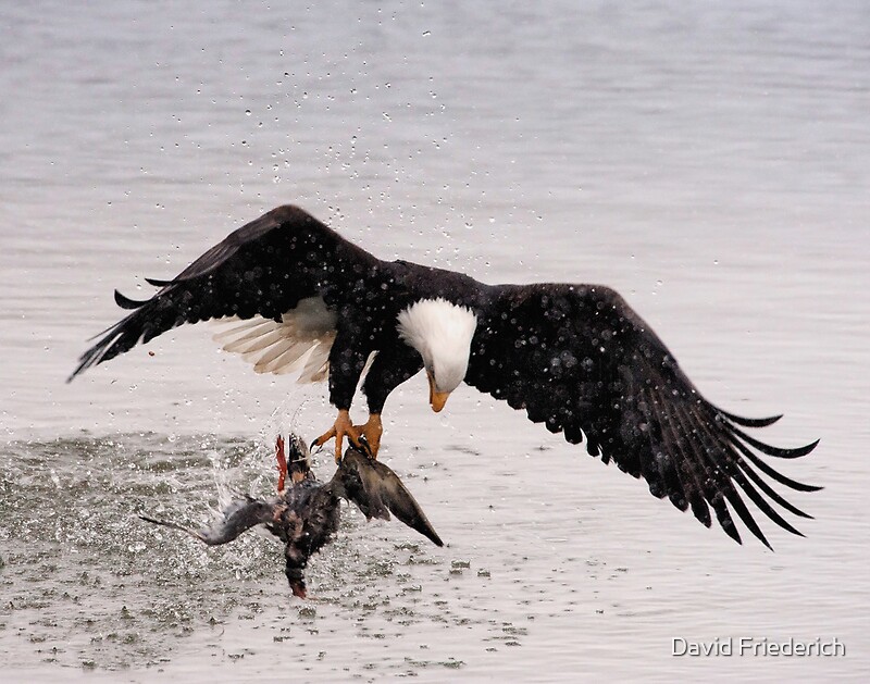 "Bald Eagle Captures Duck" by David Friederich | Redbubble