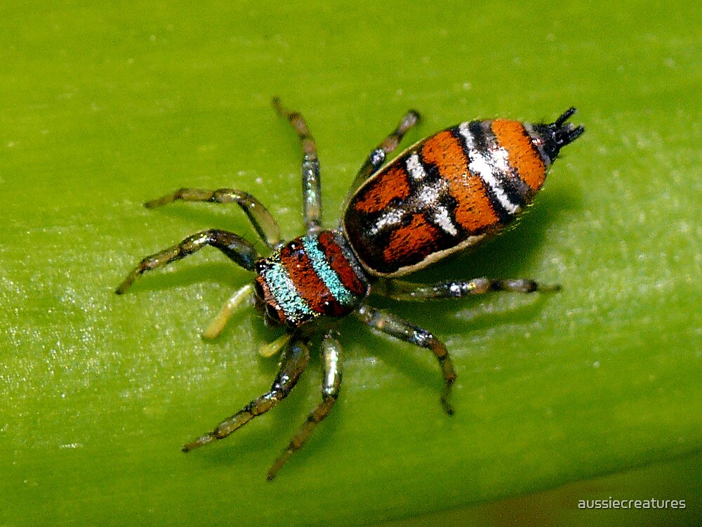 "Rainbow Jumping Spider - Mackay" by aussiecreatures | Redbubble