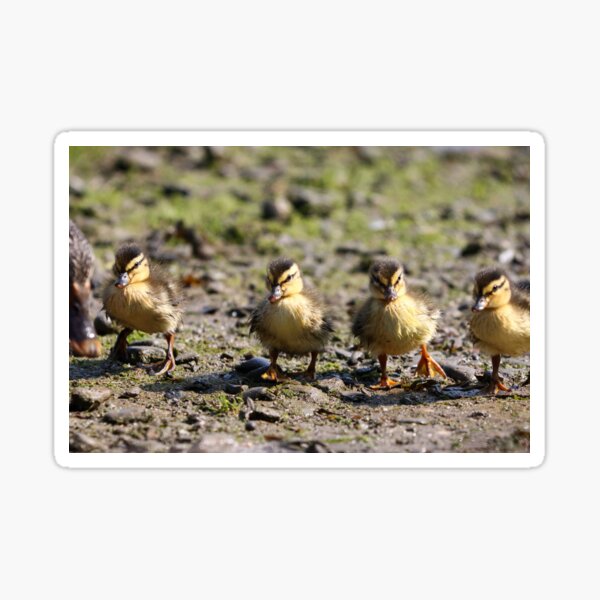 "The cutest line up!" Sticker by GreyFeatherPhot | Redbubble