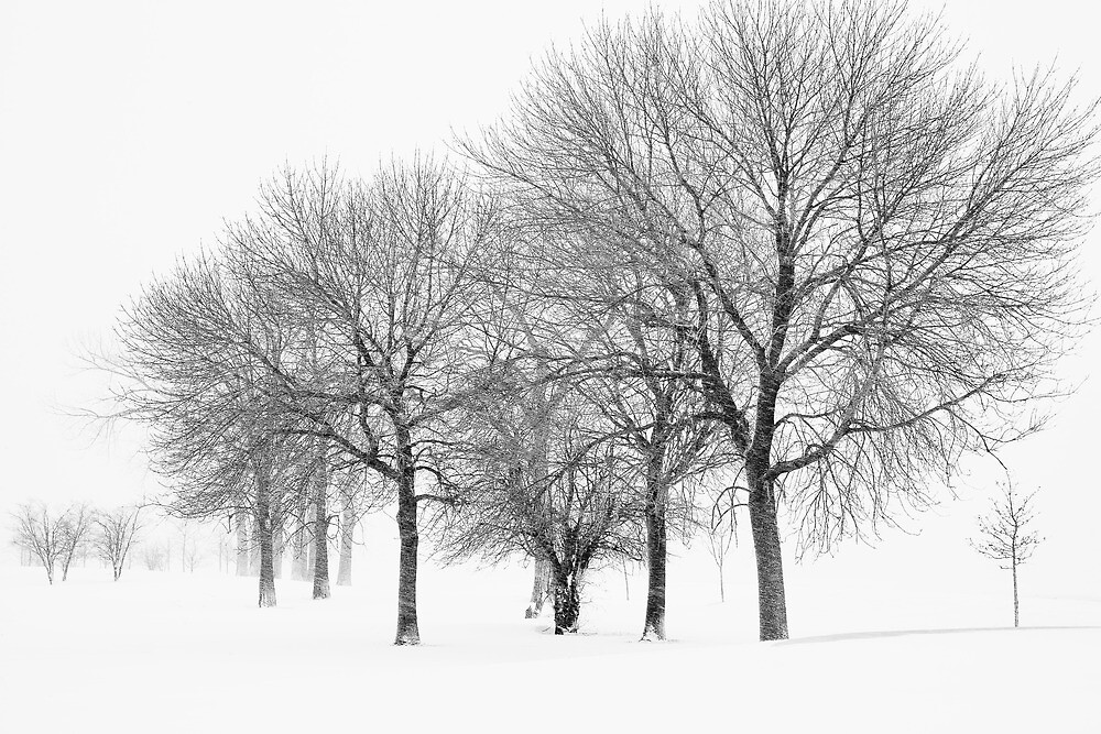 "Stormy Winter Trees - Lake Michigan" by jonnygatt | Redbubble